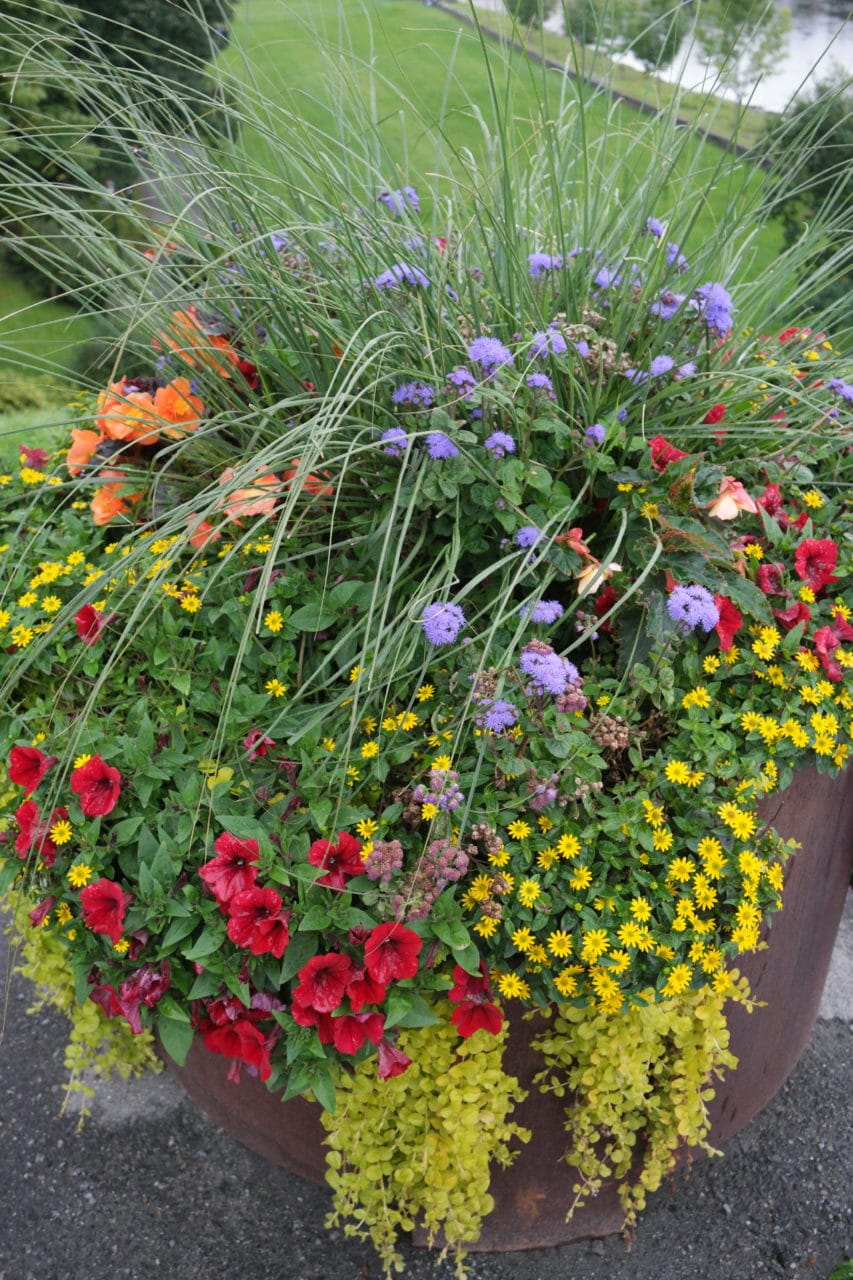 Krypsolknapp - Planteportalen