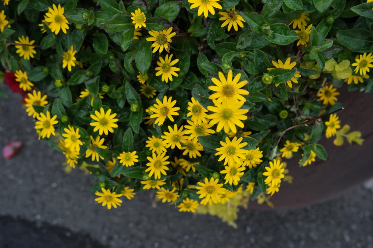 Krypsolknapp - Planteportalen