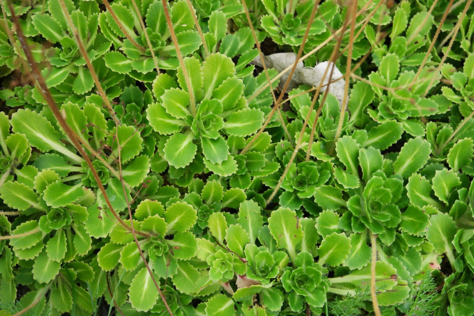 Malurt - Planteportalen