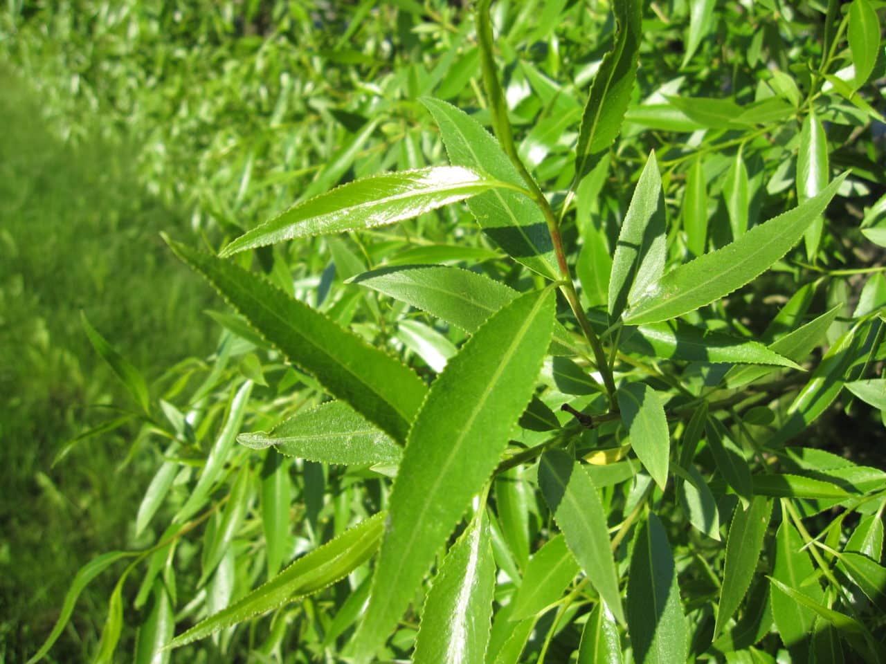 Kulepil 'Bullata' TRYGVE® E - Planteportalen