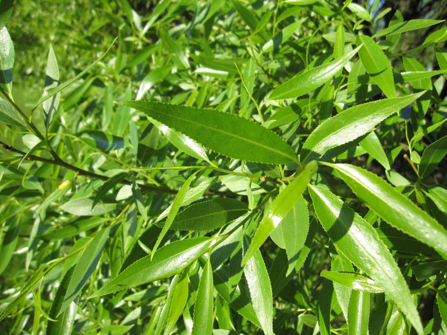 Kulepil 'Bullata' TRYGVE® E - Planteportalen