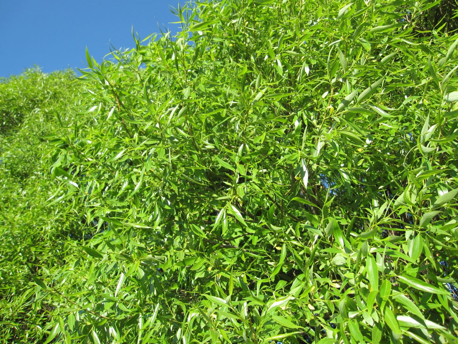 Kulepil 'Bullata' TRYGVE® E - Planteportalen