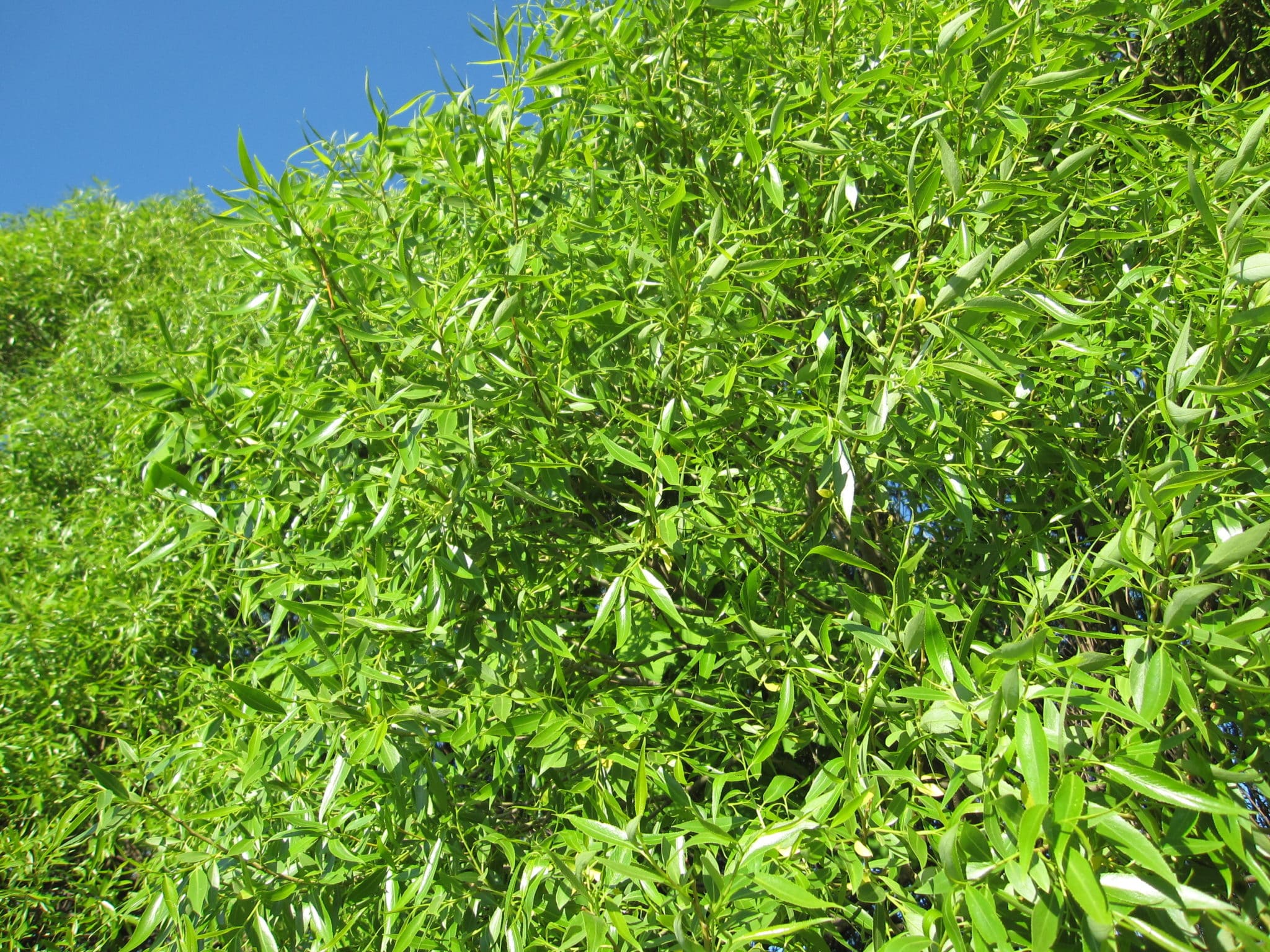 Kulepil 'Bullata' TRYGVE® E - Planteportalen