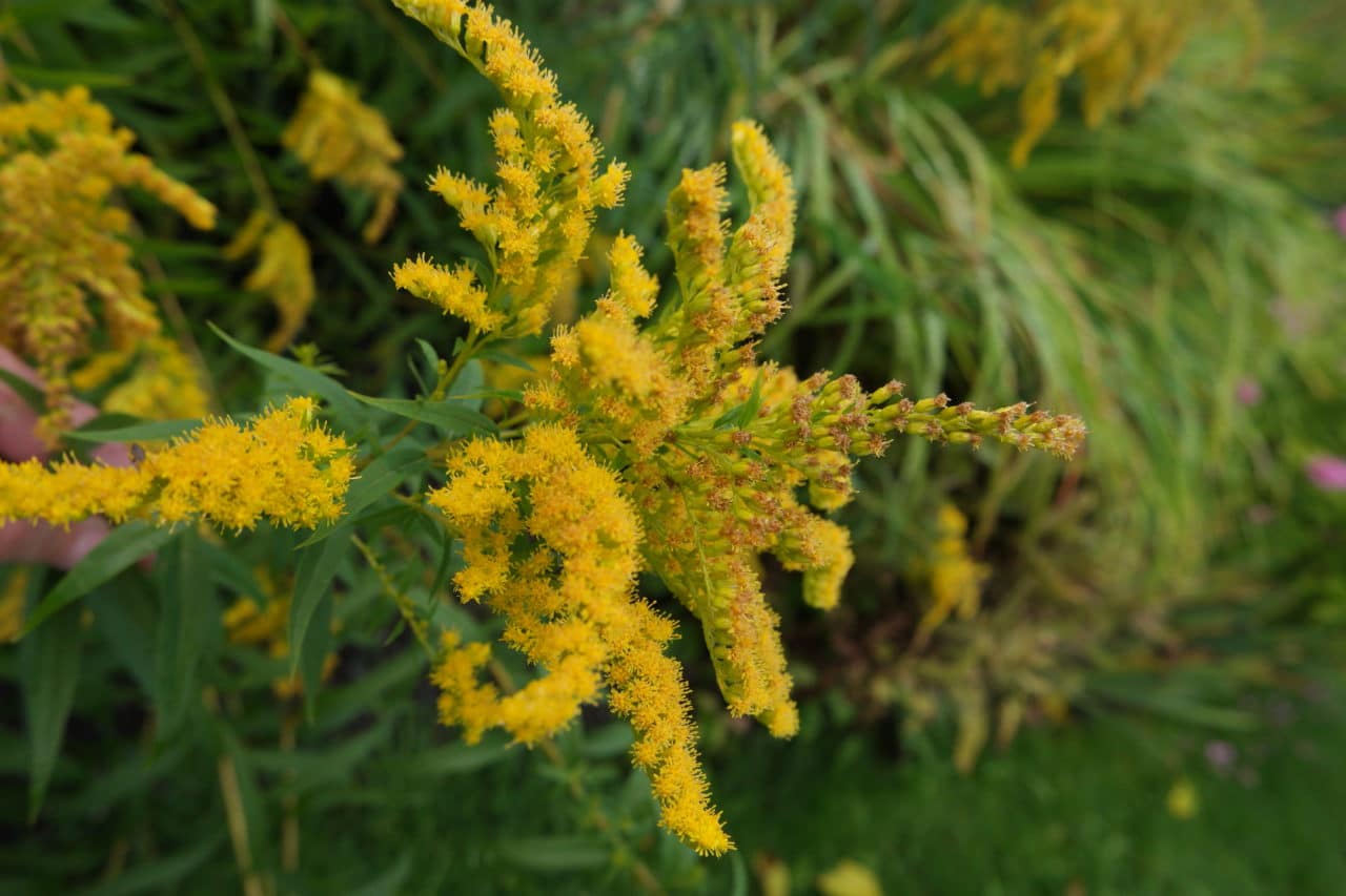Kanadagullris - Planteportalen