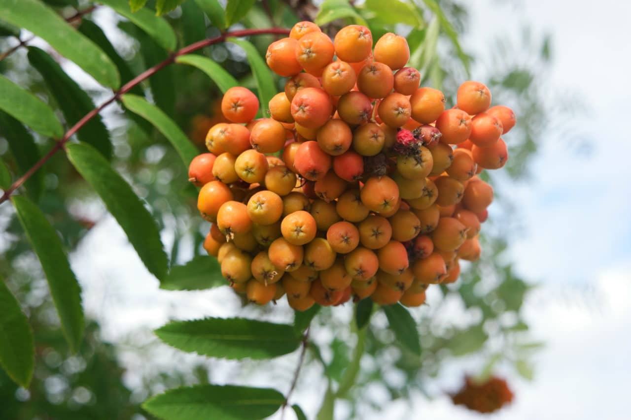 Rogn - Planteportalen