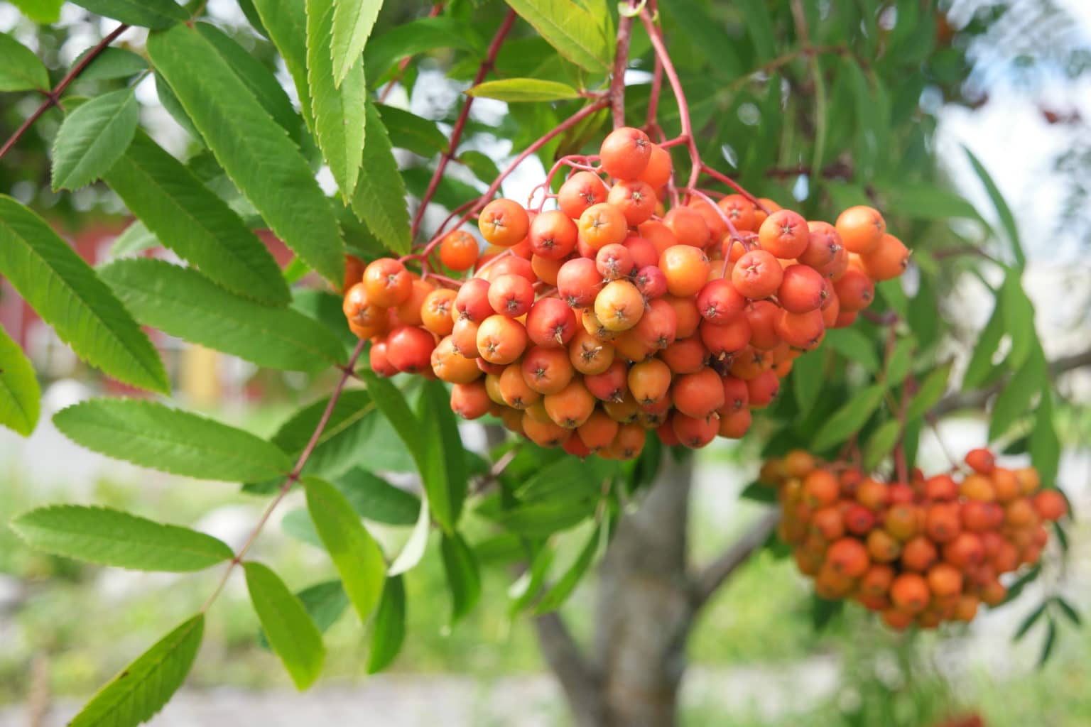 Rogn - Planteportalen