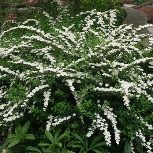 Nipponspirea 'Snowmound' - Planteportalen