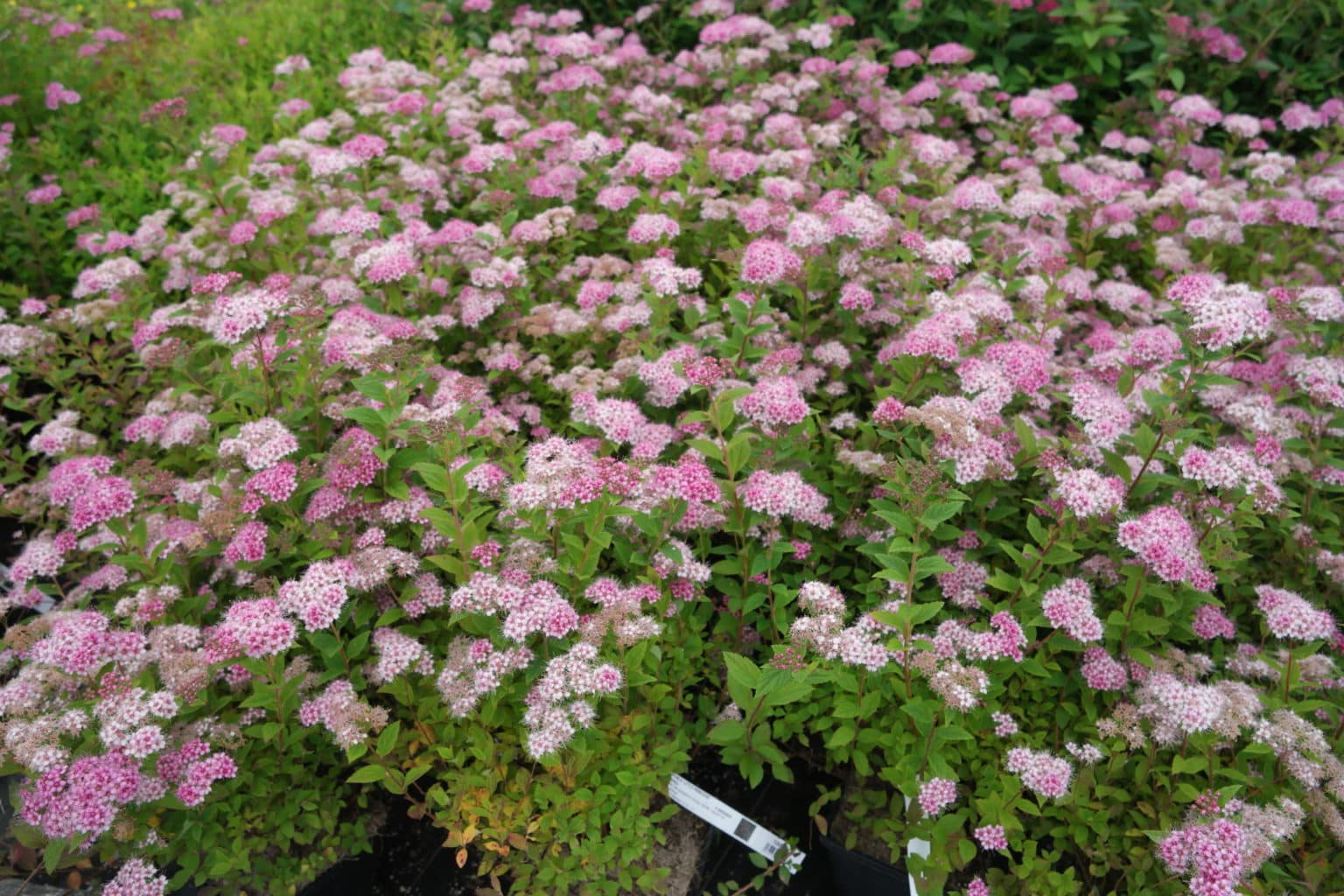 Japanspirea 'Little Princess' E - Planteportalen