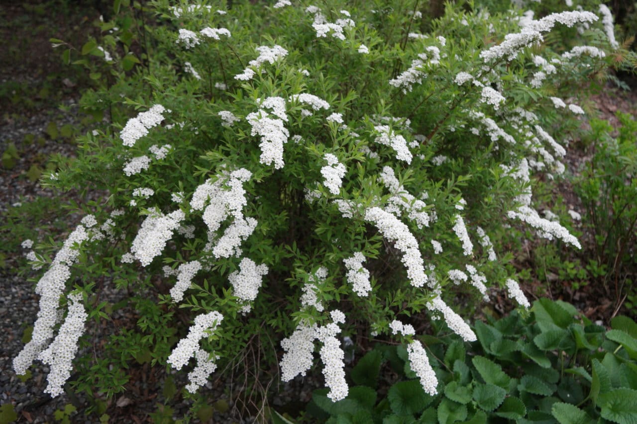 Brudespirea (Gråspirea) ‘Grefsheim’ - Planteportalen