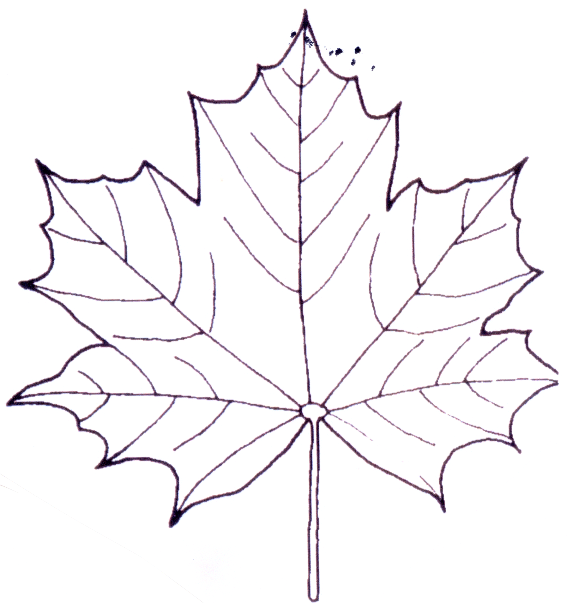 Plantenes blader - Planteportalen