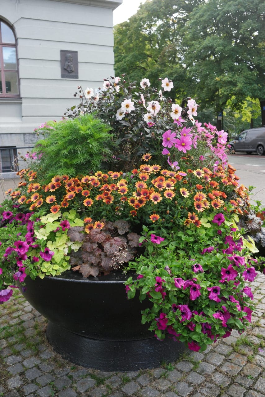 Hengepetunia (Superpetunia) - Planteportalen