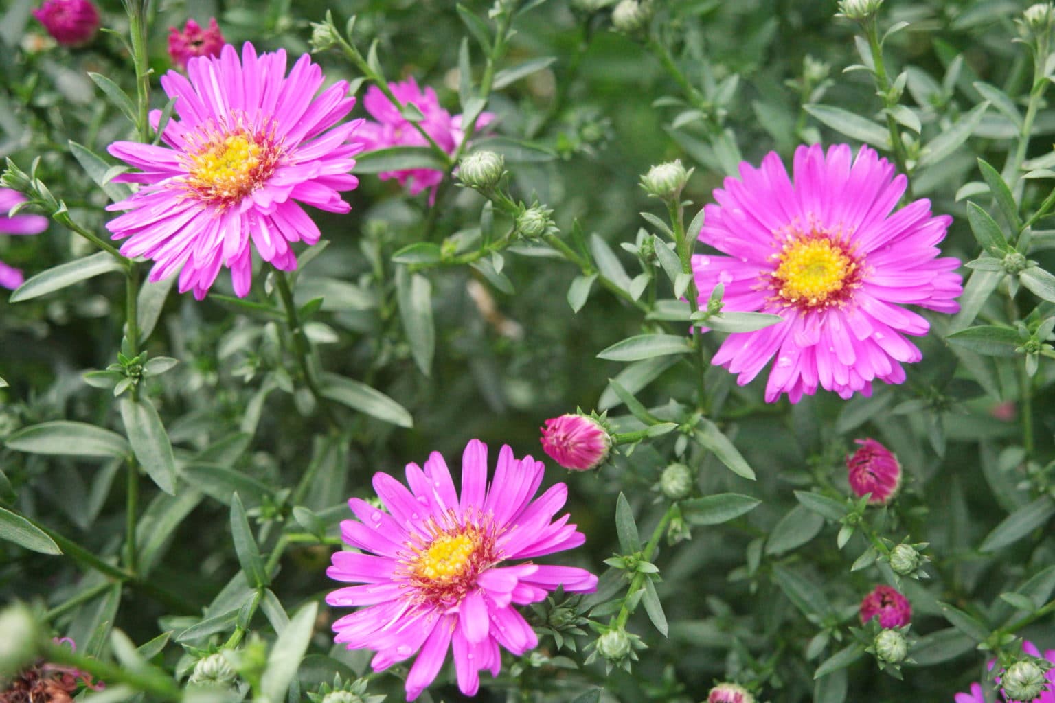 Virginiaasters - Planteportalen