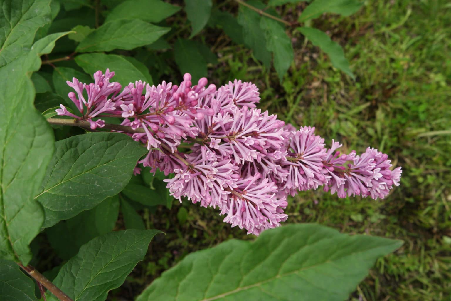 Nikkesyrin - Planteportalen