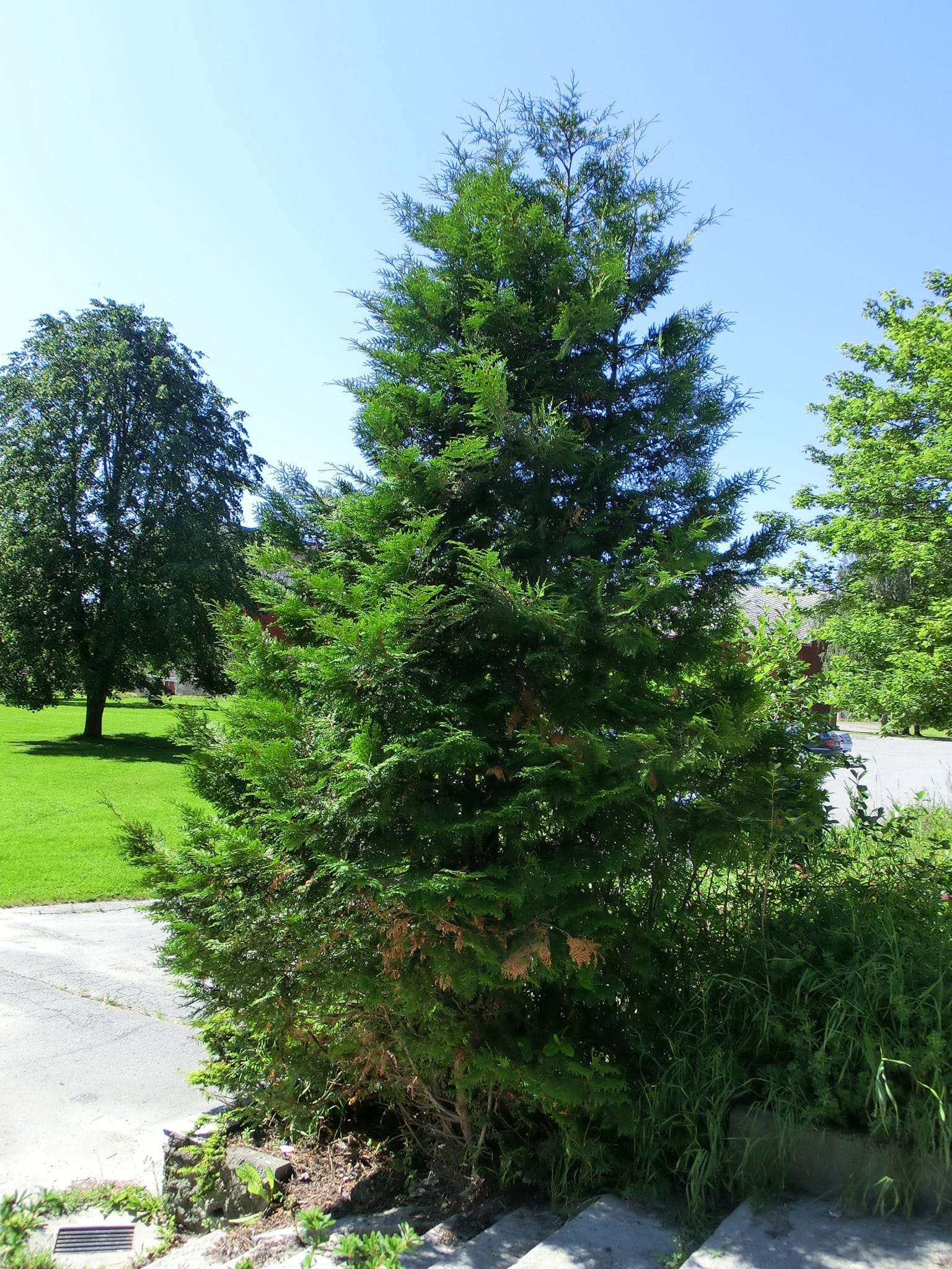 Tuja - Planteportalen