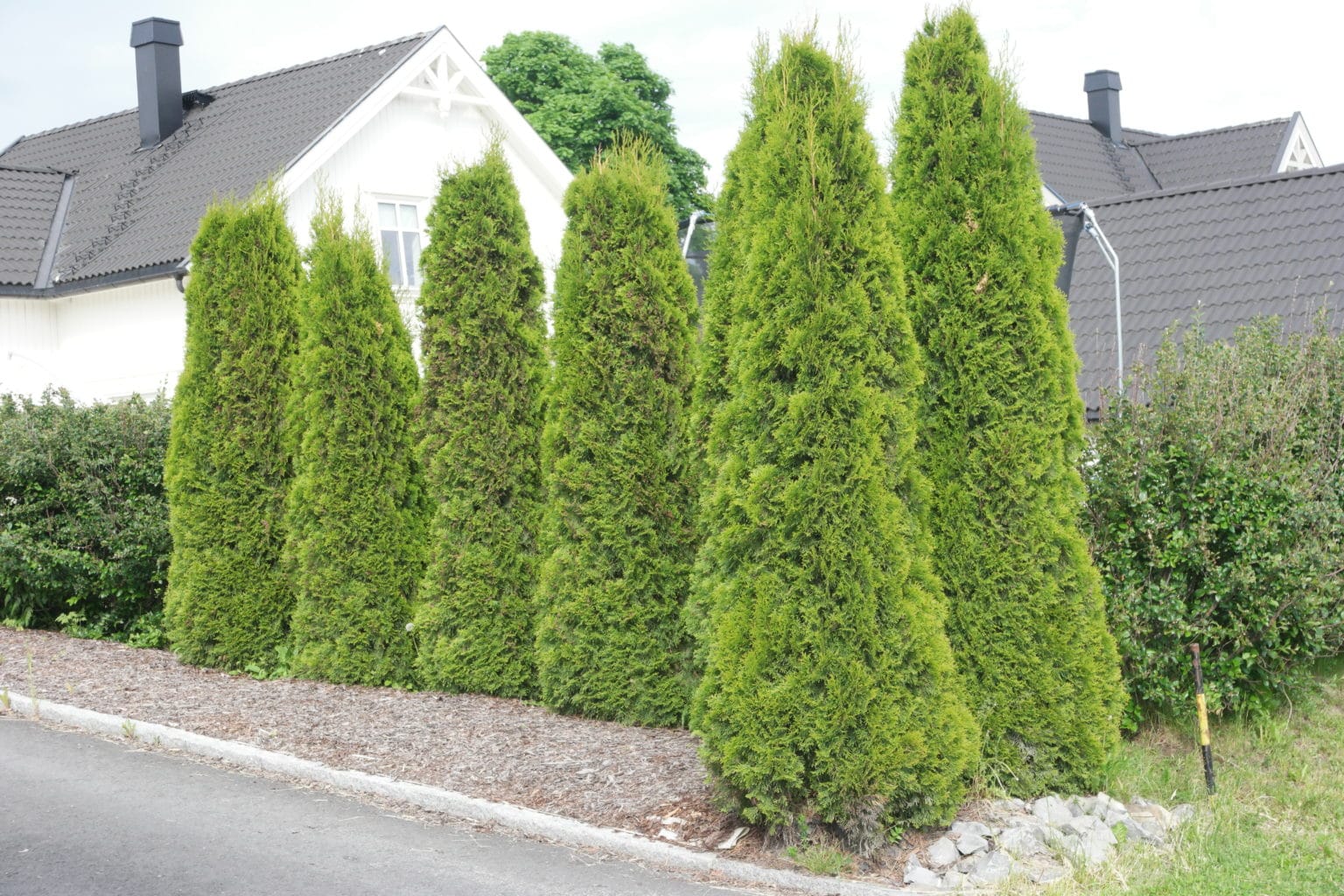 Tuja ‘Fastigiata’ (Søyletuja) - Planteportalen