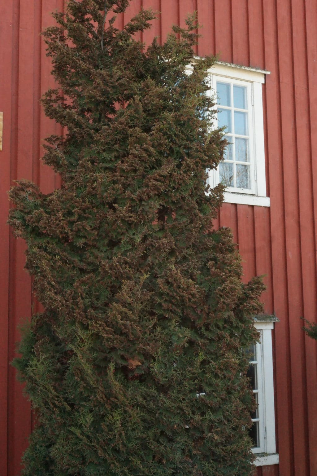 Tuja ‘Fastigiata’ (Søyletuja) - Planteportalen