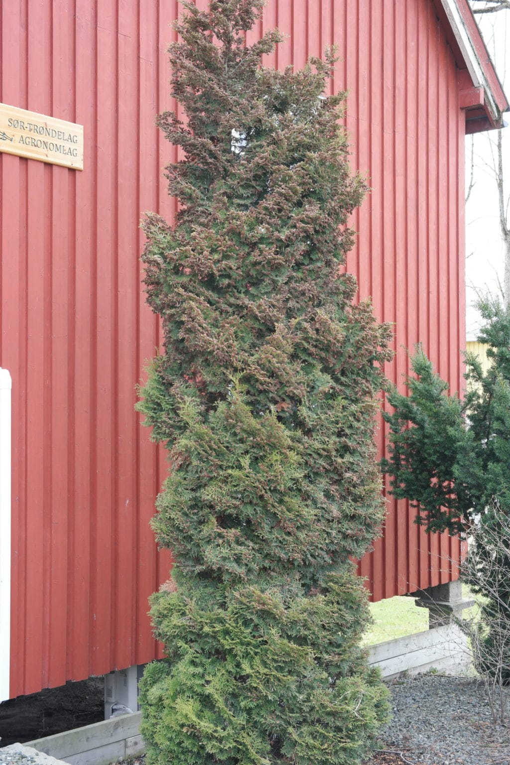 Tuja ‘Fastigiata’ (Søyletuja) - Planteportalen