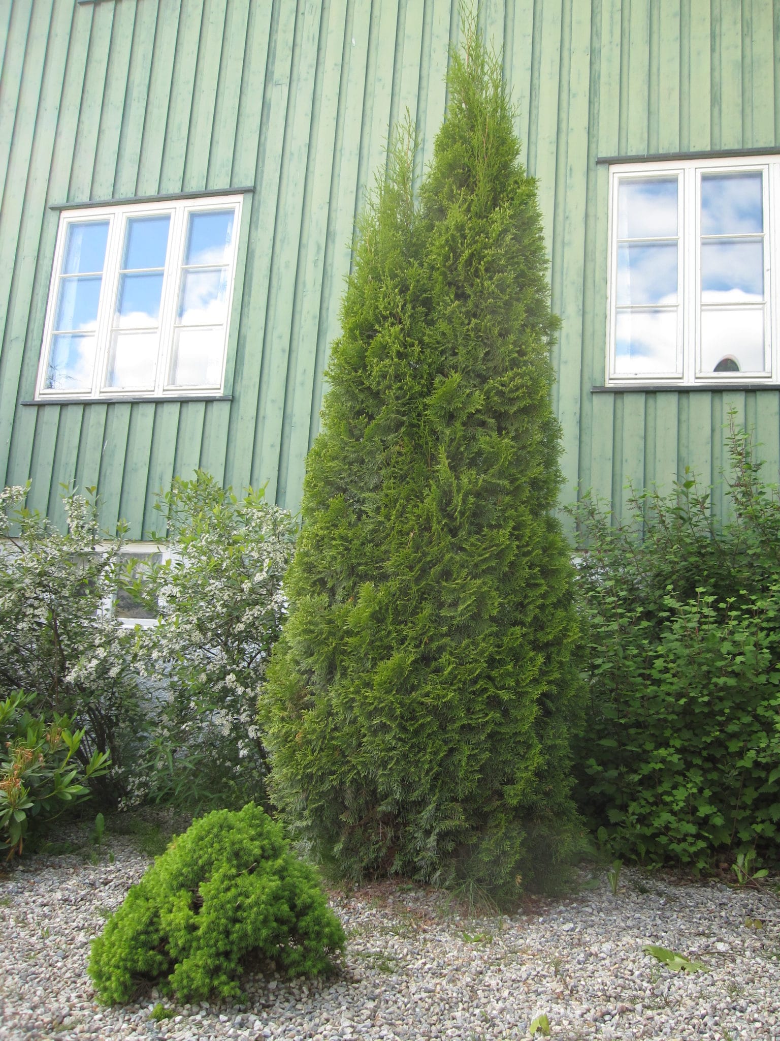 10 gode bregner i Norge - Planteportalen