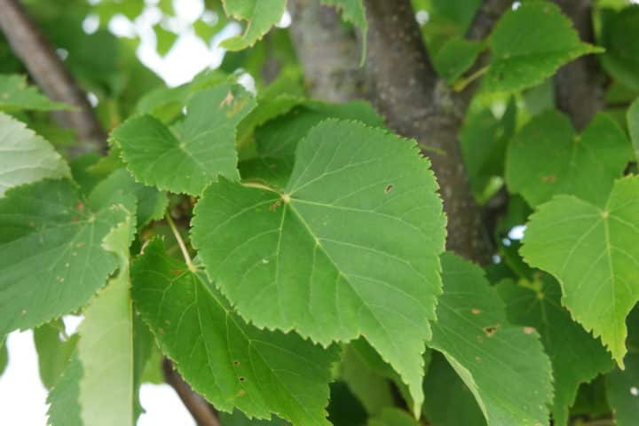 Lind LINN® E (´Elin´PBR) - Planteportalen