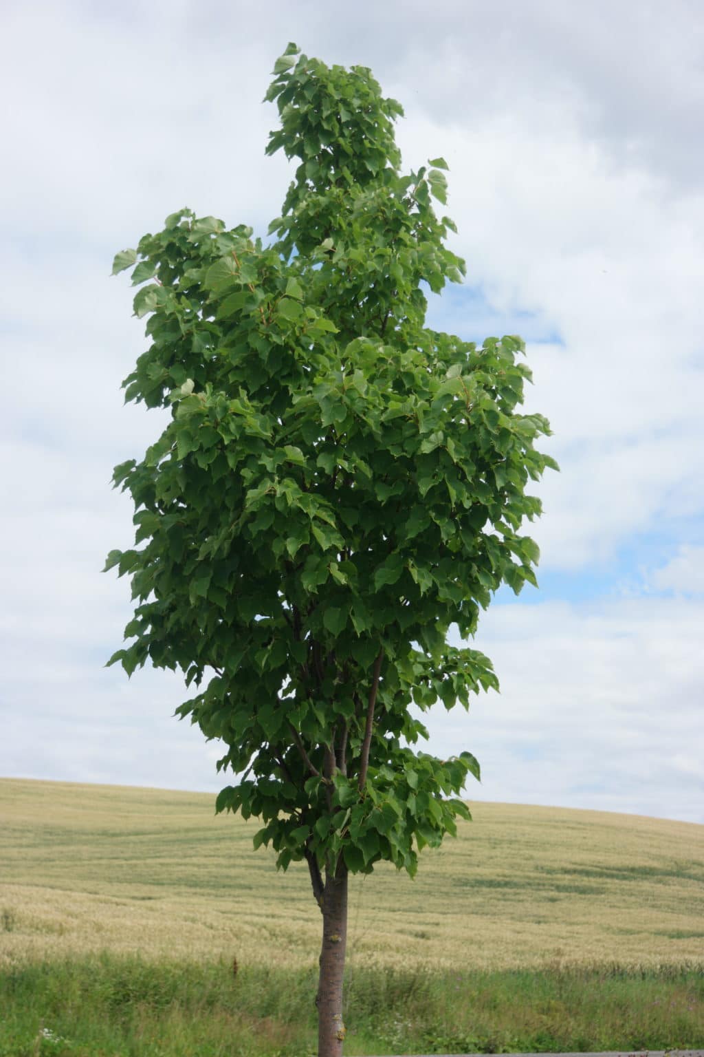 Lind - Planteportalen