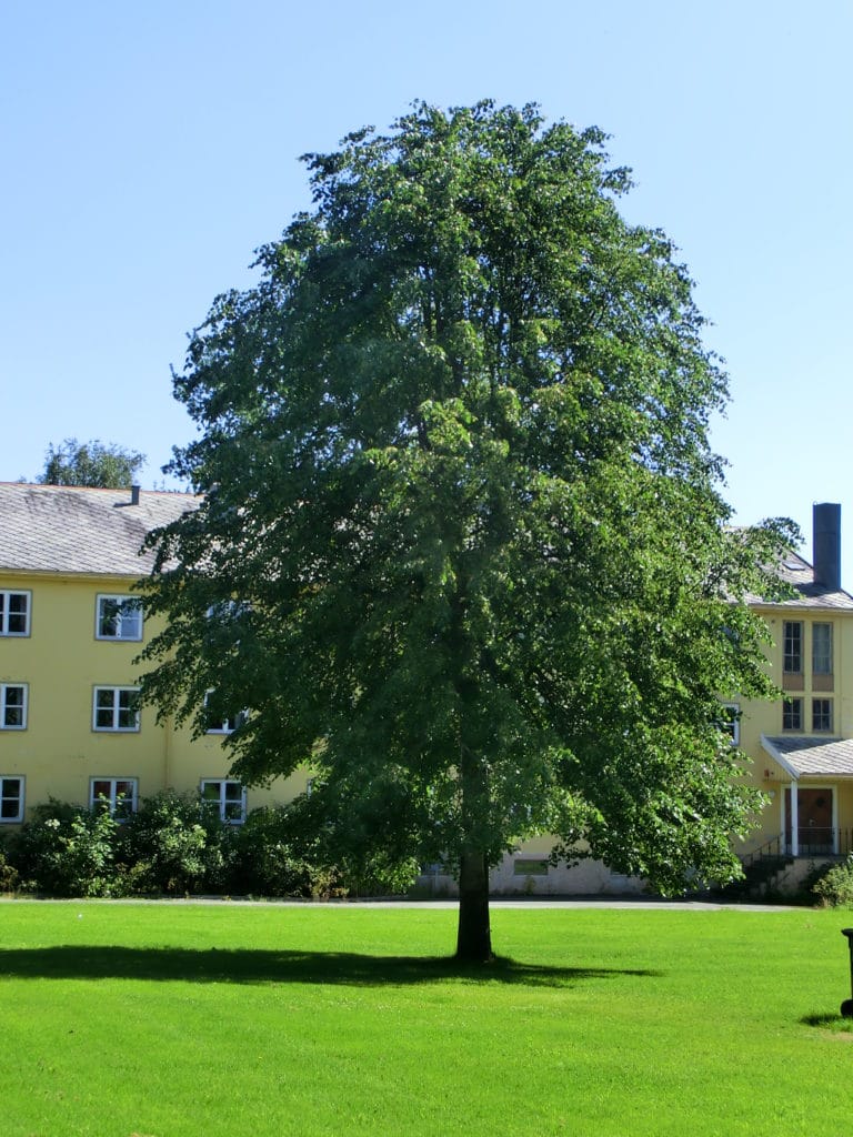 Lind - Planteportalen