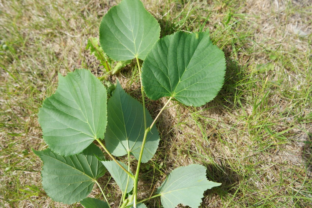 Lind - Planteportalen