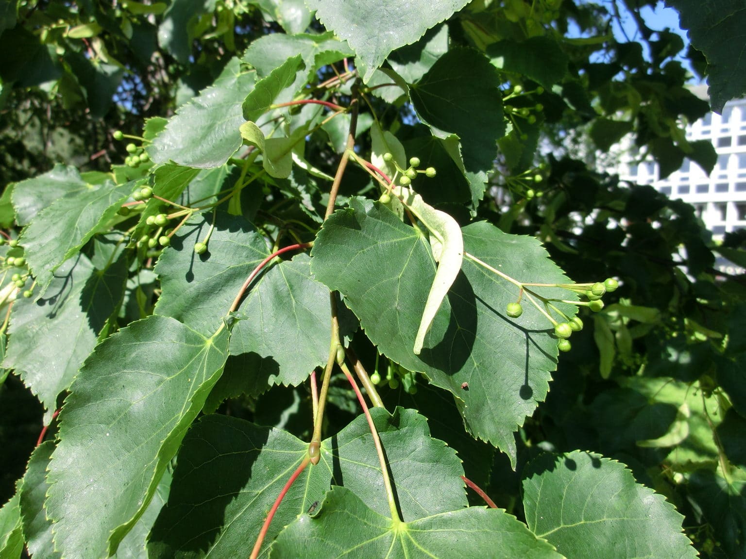 Lind - Planteportalen