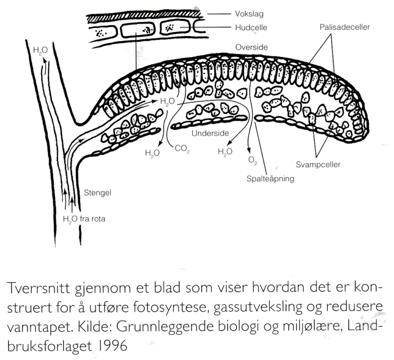 Plantenes blader - Planteportalen