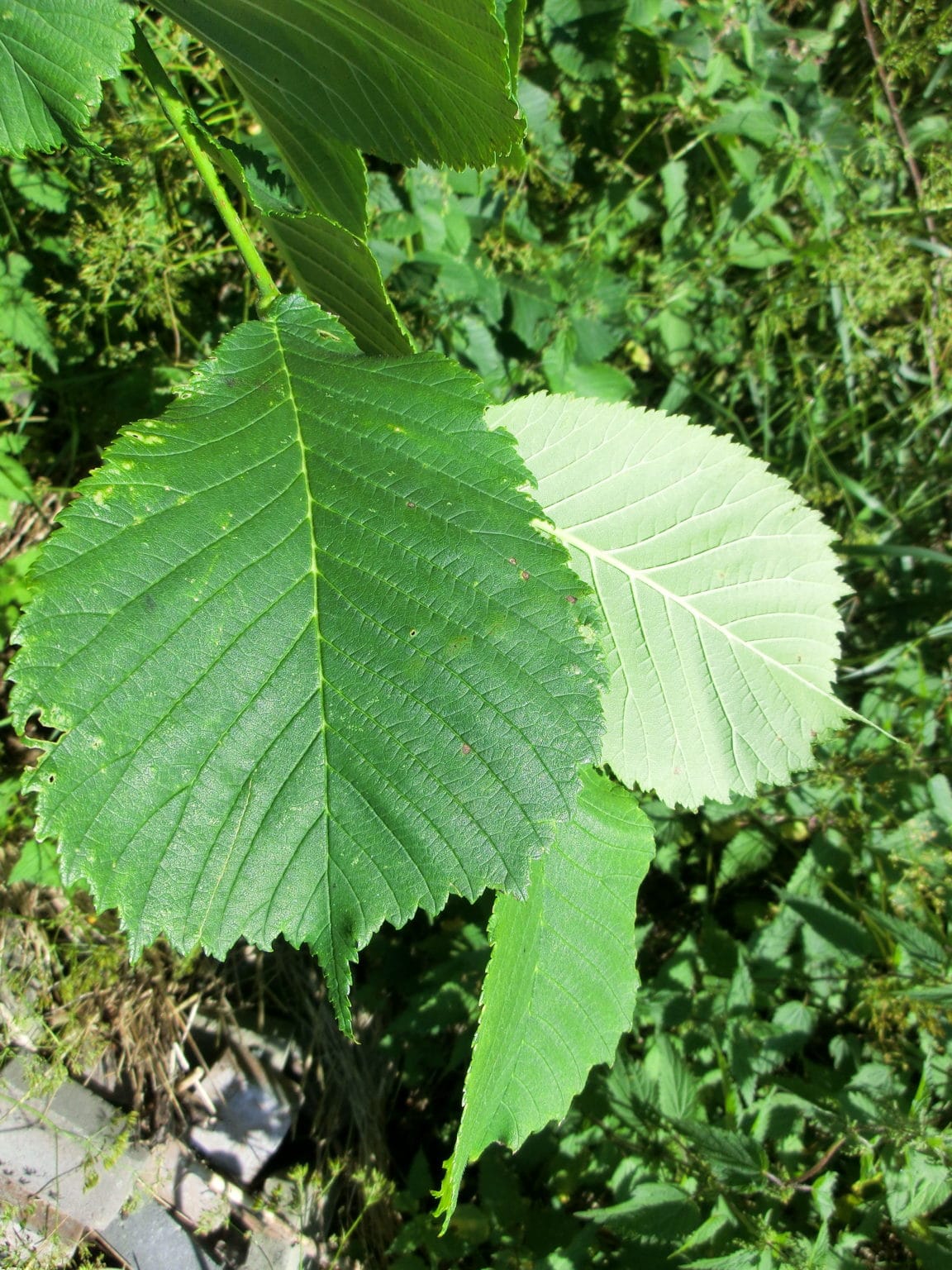 Alm - Planteportalen