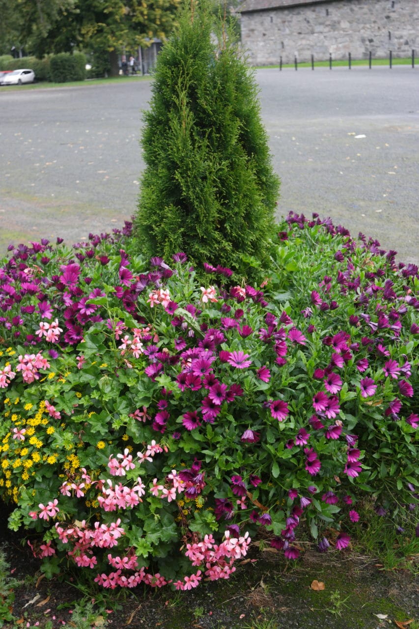 Krypsolknapp - Planteportalen