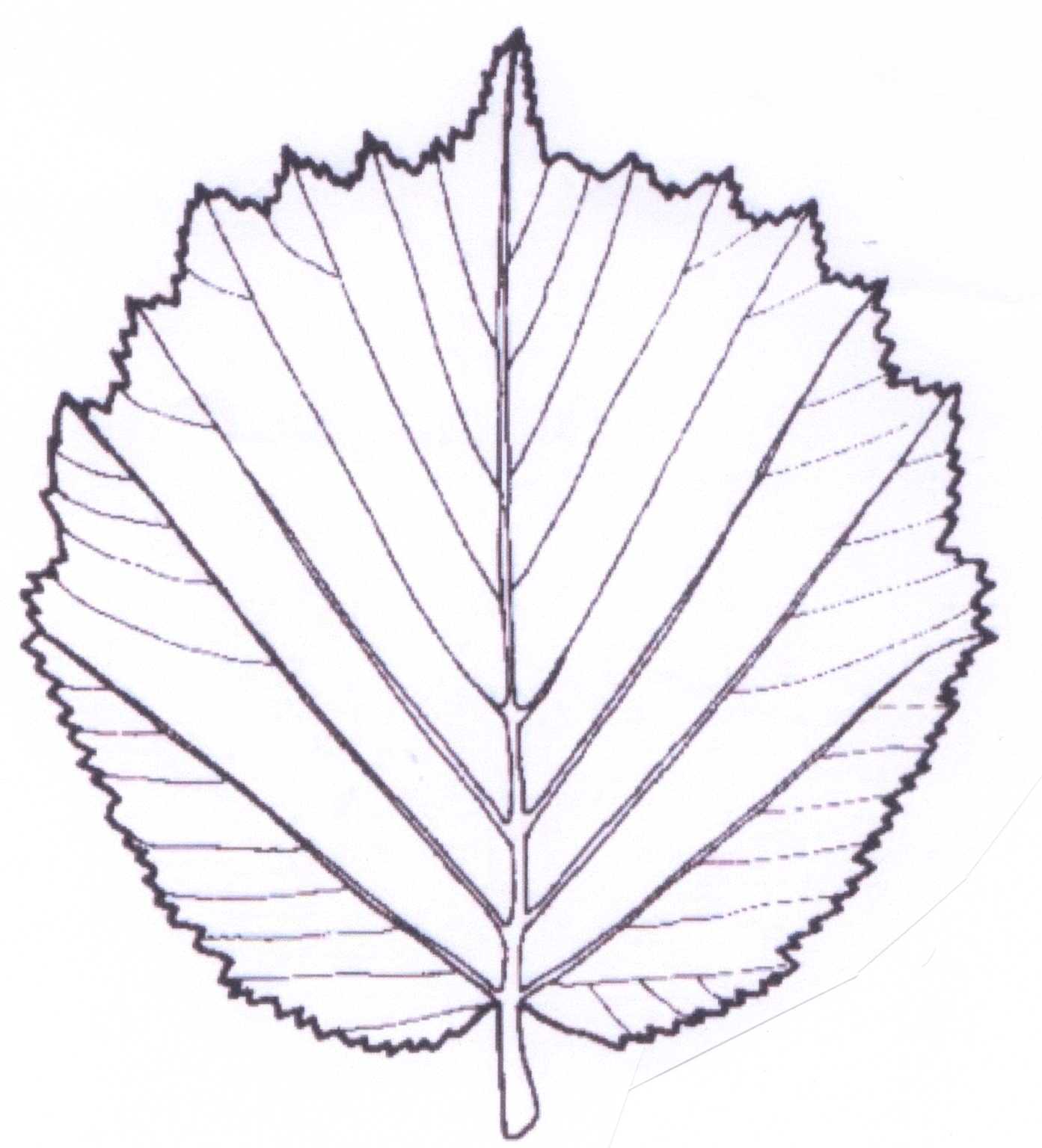 Plantenes blader - Planteportalen