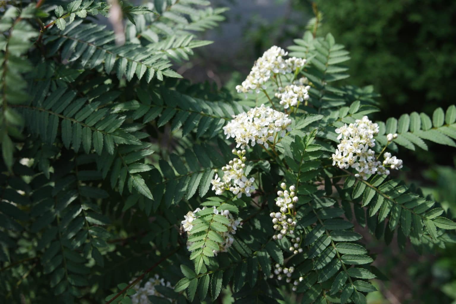 Rogn - Planteportalen