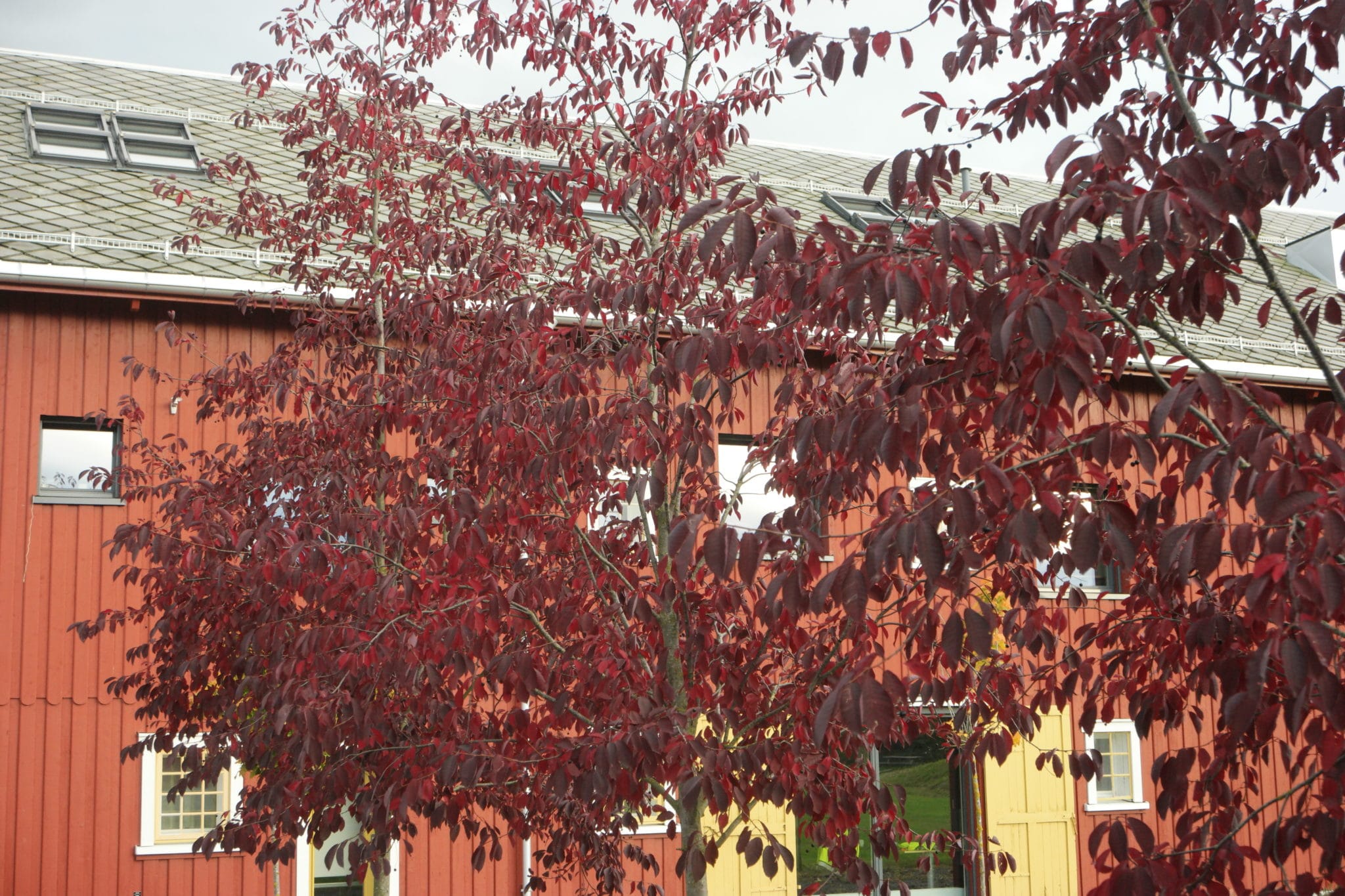 Virginianahegg ‘Canada Red’ - Planteportalen